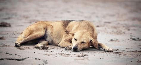 Perros Callejeros Problema De Salud Pública Sin Entidad Que Atienda