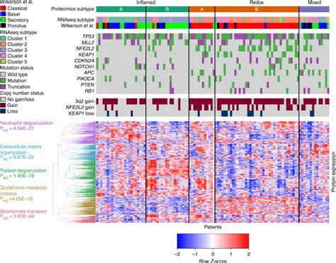 Proteogenomic Landscape Of Squamous Cell Lung Cancer Nature