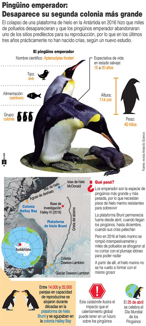 La Segunda Colonia Más Grande Del Pingüino Emperador Ha Desaparecido