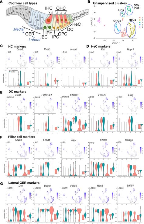 Figure 2 From Single Cell Rna Sequencing Analysis Of Mouse Cochlear