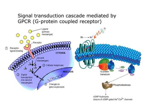 Ppt Synaptic Transmission And Cellular Signaling An Overview