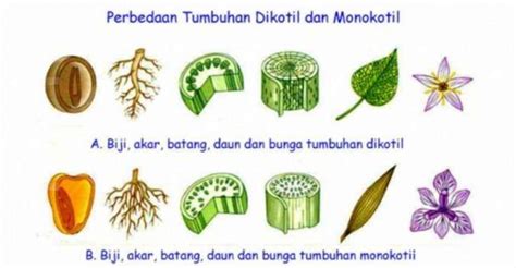 Perbedaan Tumbuhan Monokotil Dan Dikotil Dari Bunga Hingga Daun Tumbuhan