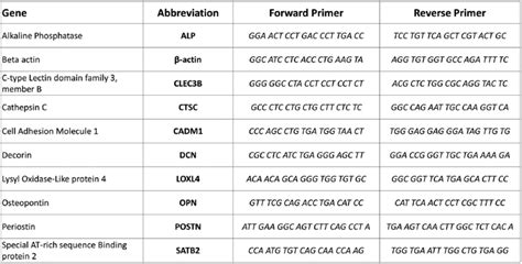 Gene Primers For Rtpcr β Actin Was Used As The Housekeeping Gene For