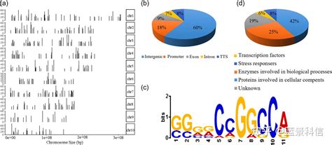 Dap Seq技术在zmereb57调控opda合成提高玉米耐盐性研究中的应用 知乎