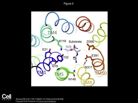 Crystal Structure Of The E Coli Peptide Transporter Ybgh Ppt Download