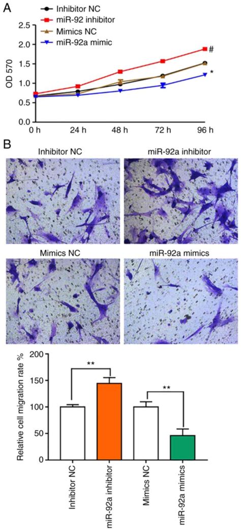 Mirna‑92a Inhibits Vascular Smooth Muscle Cell Phenotypic Modulation