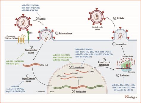 John Libbey Eurotext Virologie Small Rnas With A Big Impact