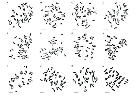 Chromosome Configuration Of Wheat E Elongata Bc 1 F 1 Bc 1 F 2 And