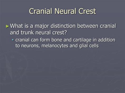 Ppt Neural Crest Cells And Axonal Specificity Powerpoint Presentation