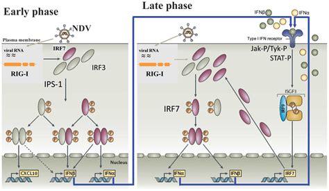 Signaling Through Rig I And Type I Interferon Receptor Immune