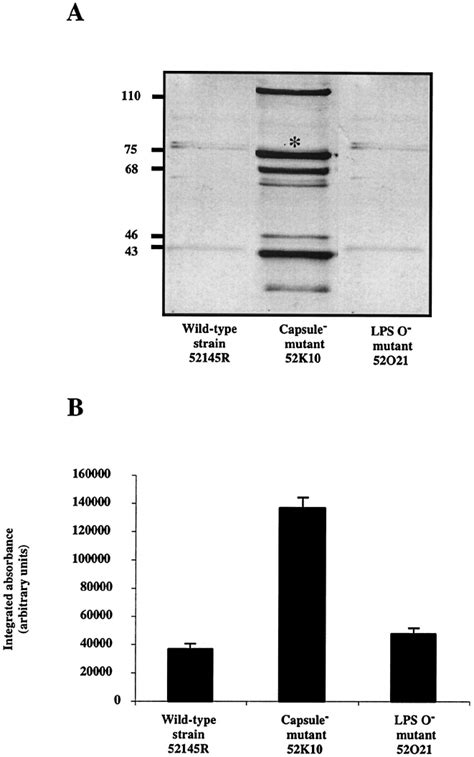 Analysis Of Complement C3 Deposition On K Pneumoniae Cell Surfaces