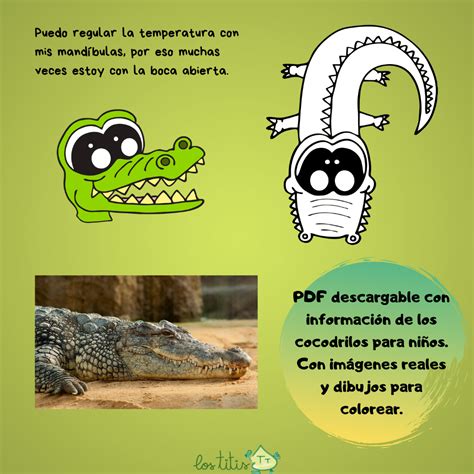 Actualizar 70 Imagen Cuento Del Cocodrilo Para Niños Abzlocal Mx