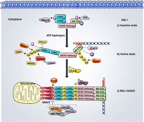 Regulation Of Retinoic Acid Inducible Gene I Rig I Activation A