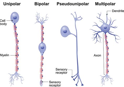 Types Of Neuron Diagram
