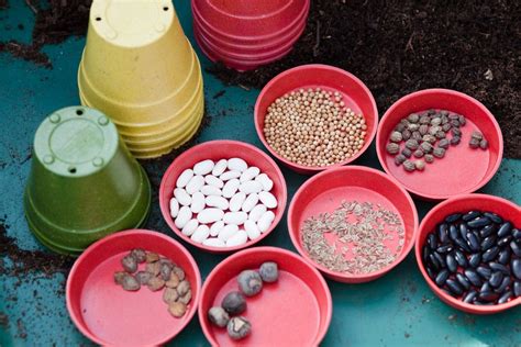 How To Test Seed Viability Bbc Gardeners World Magazine