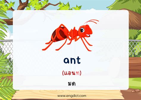 วันนี้มาเรียนรู้คำศัพท์ภาษาอังก Engdict เรียนภาษาอังกฤษ