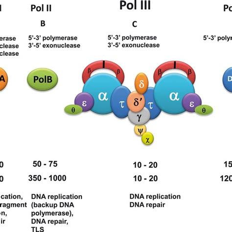 Pdf Dna Replication Fidelity In Escherichia Coli A Multi Dna