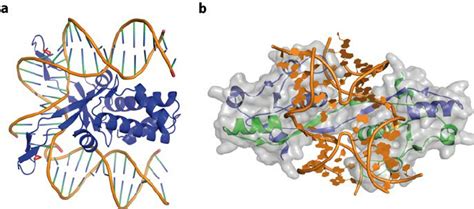 Dna Binding By Ihf And T7 Endonuclease I A In The Ihf Dna Complex