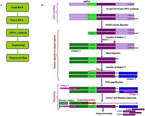 Digital Gene Expression Profiling Dgep A Outline Of Experimental