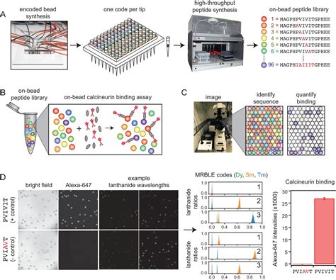 Quantitative Mapping Of Protein Peptide Affinity Landscapes Using