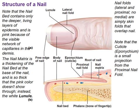Nail Bed Epidermis