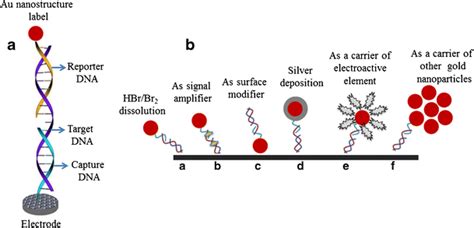 A Schematic Representation Of Sandwich Hybridization Used In Dna