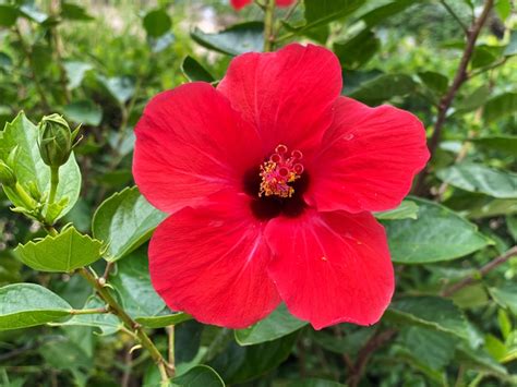 Buy Hibiscus Plants Online In Delhi Red Gudhal Flower Plant
