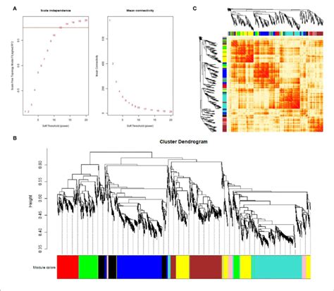 Gene Co Expression Networks In Subcutaneous Adipose Tissue