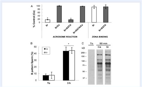 Analysis Of Capacitation In Sperm Incubated In Ca 2 Free Sr