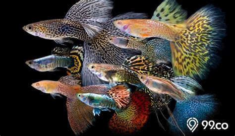 15 Ikan Hias Air Tawar Yang Tidak Gampang Mati Mudah Dirawat
