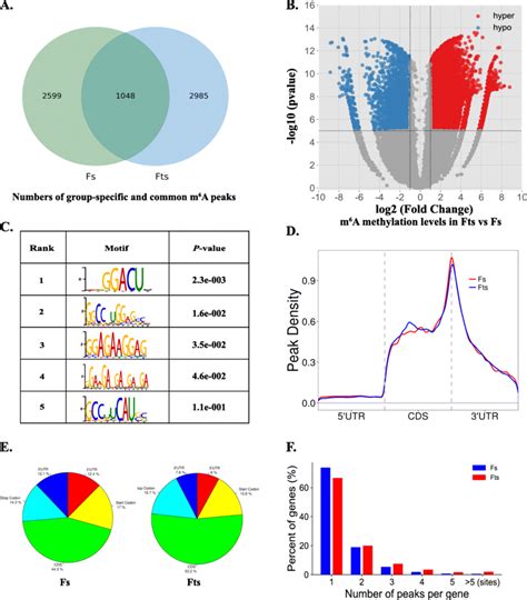 Overview Of M⁶a Methylation In Fs And Fts A Venn Diagram Of Common M⁶a