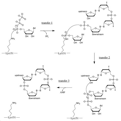 Chapter 9 Dna Replication Chemistry