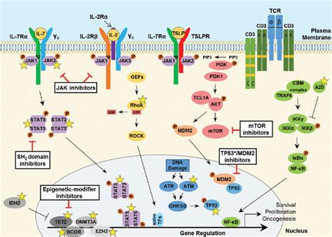 Jak Signaling Pathway