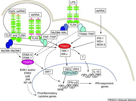 Traf3 A New Component Of The Tlr Signaling Apparatus Trends In