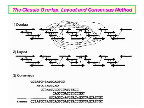 Ppt Genome Assembly And Structural Variation Detection From Minion