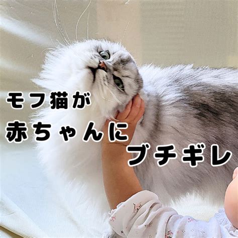 モフ猫が赤ちゃんを噛みました │ モフ猫おもち、ときどき赤ちゃん