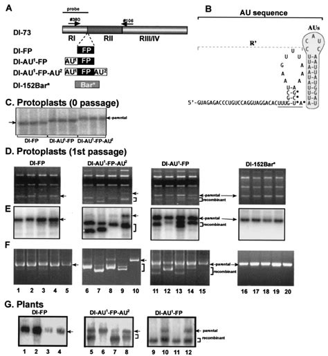 The Au Rich Hot Spot Sequence Of Bmv Promotes Recombination In Di Rna