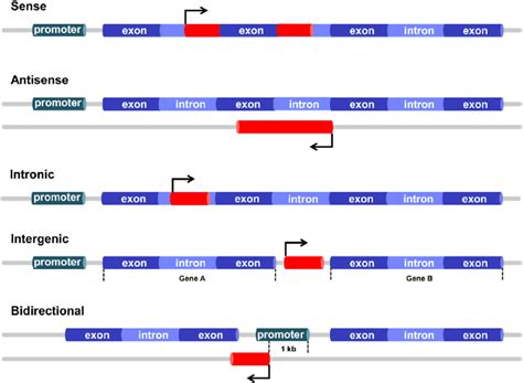 Classification Of Lncrnas Based On Their Genomic Location Sense
