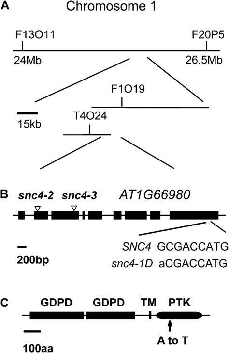 Map Based Cloning Of Snc4 1d A Map Of The Snc4 1 Locus B