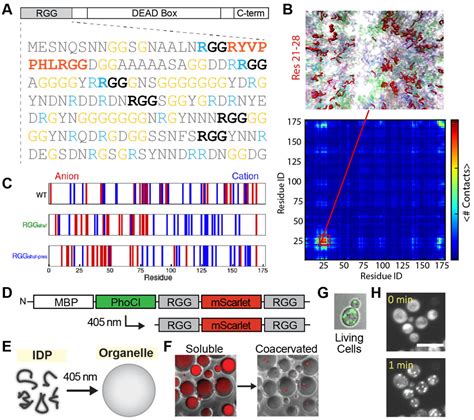 Membraneless Organelles Built From Engineered Assemblies Of