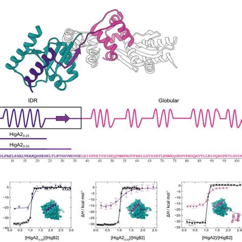 Pdf Unraveling The Thermodynamics Of Ultra Tight Binding Of
