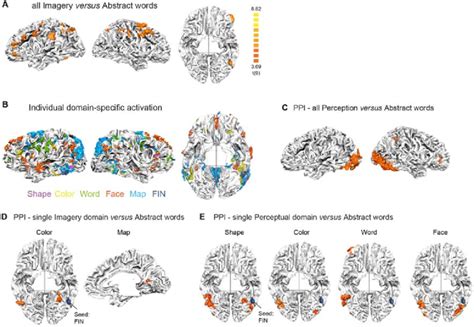 Brain Activation And Task Specific Functional Connectivity Of The Fin