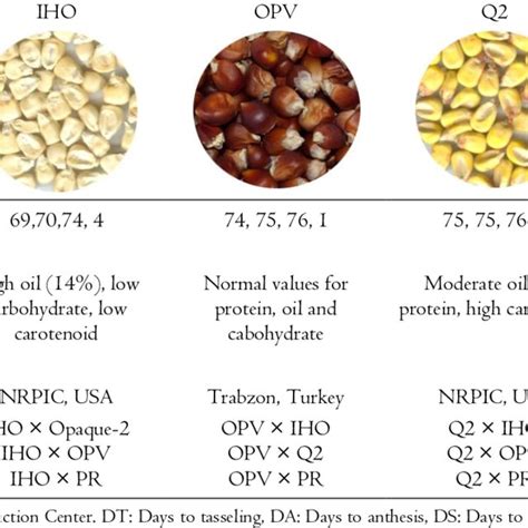 pdf the role of artificial pollination and pollen effect on ear