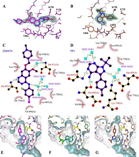Ligand Binding Sites Electron Density Maps Around Zd6474 A And Pp1