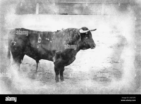 Una Corrida En Blanco Y Negro Telegraph