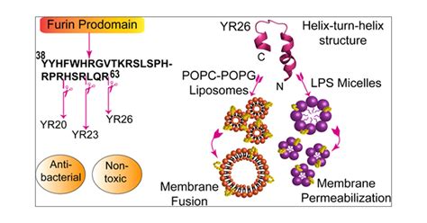 Cell Selective Pore Forming Antimicrobial Peptides Of The Prodomain Of