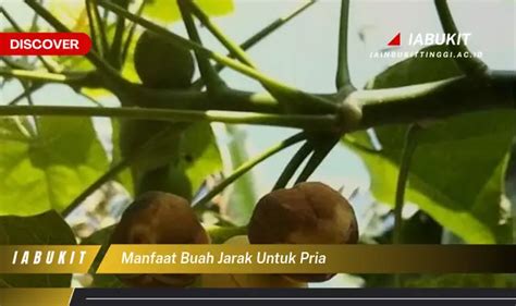 Temukan 7 Khasiat Buah Jarak Untuk Pria Dijamin Bikin Kamu Penasaran