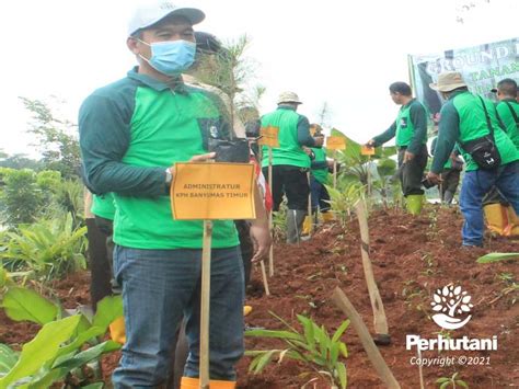 Perhutani Perhutani Lakukan Penanaman Bersama Stakeholder Di Kalirajut