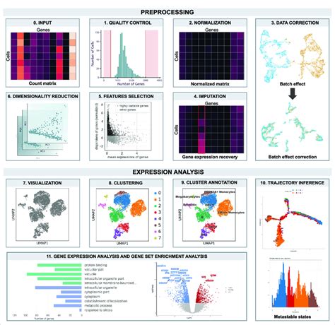 Overview Of The Workflow The Count Matrix Undergo Preprocessing And