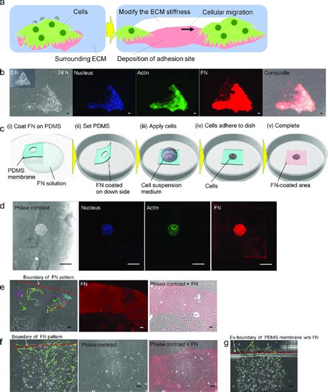 Deposition Of Fn Regulates The Cellular Migration Area A Schematic